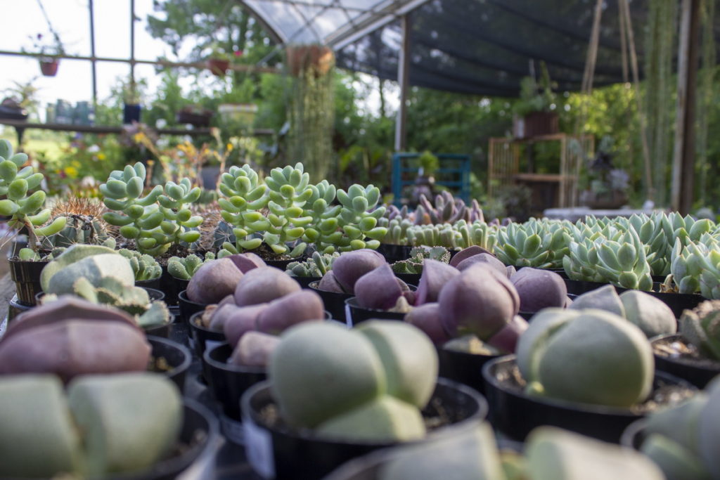 Home Page - RCB Gardens